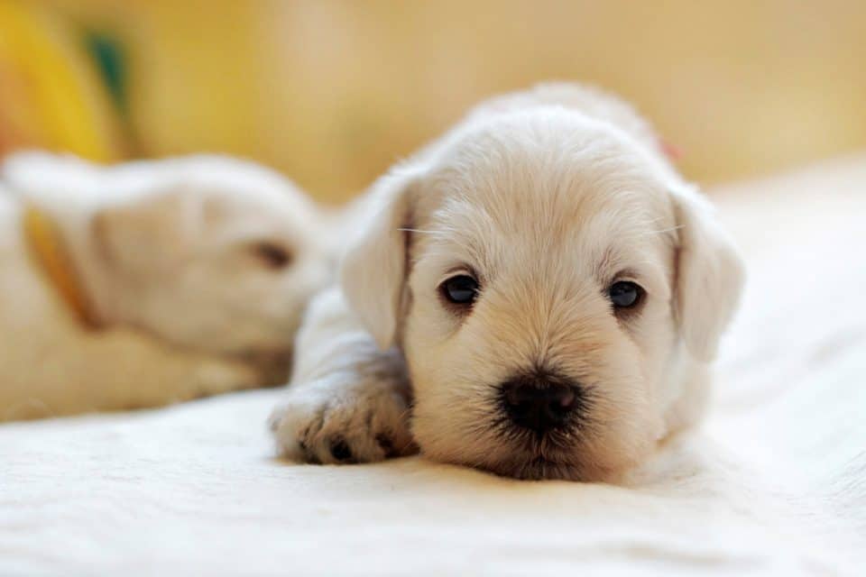 Ein Welpe zieht ein – Das richtige Futter für das Hundebaby ...